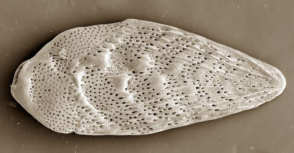 Microfacies carbonates et micropaléontologie | Dossier