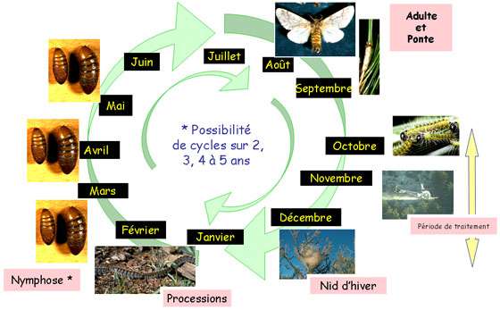 Le cycle biologique de la processionnaire du pin | Dossier