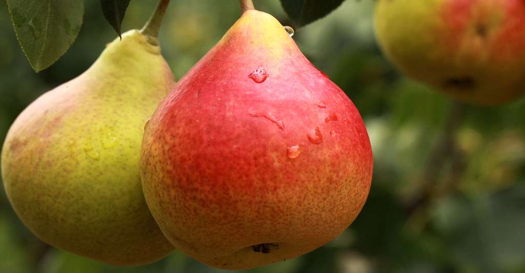 Le poirier : variétés et taille | Dossier