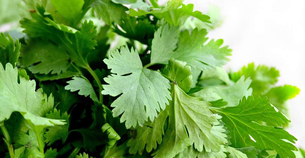 Culture du persil, plat ou frisé | Dossier