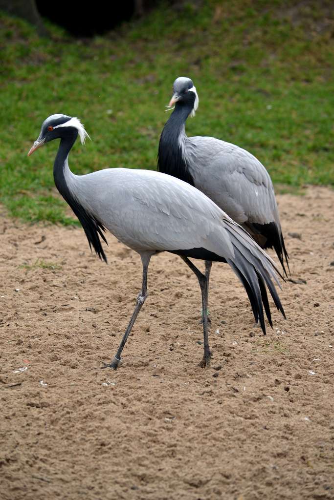 Définition | Grue demoiselle - Demoiselle de Numidie - Grus virgo ...