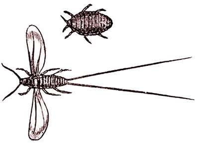 Les cochenilles, un exemple de colorants d'origine animale | Dossier