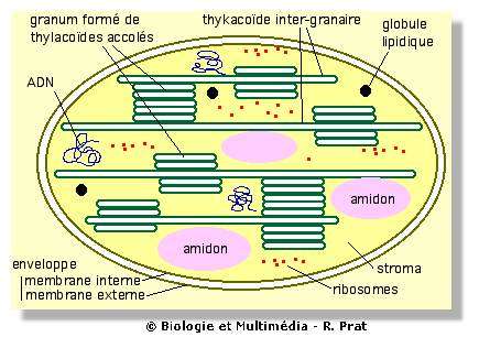 Structure des chloroplastes | Dossier