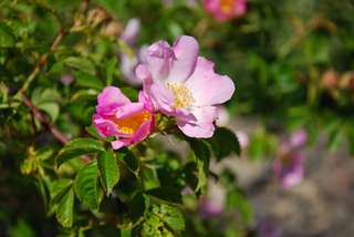 Définition | Églantier - Rosa canina - Églantine blanche - Rosier ...