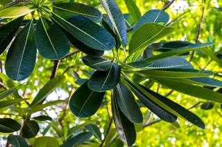 Définition | Thallophyte | Futura Planète