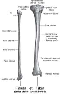 Définition | Tibia | Futura Santé