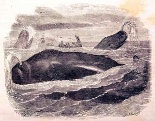 Définition | Cachalot - Physeter macrocephalus - Cachalot macrocéphale ...