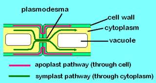 Définition | Plasmodesme | Futura Planète
