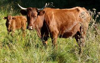Définition | Vache - Bos taurus | Futura Planète