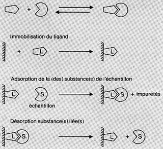 Biographie | Mikhail Semenovich Tswett - Botaniste | Futura Sciences