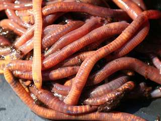 Entomologie criminelle : des insectes pour dater le moment de la mort ...