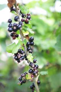 Cassis : le cassissier (taille et variétés) | Dossier