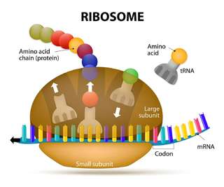 Définition | Ribosome | Futura Santé
