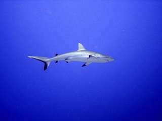 Des lanternes sur les filets de pêche pour protéger les espèces