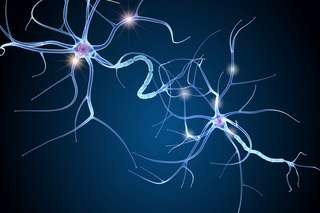 La cellule nerveuse (neurone) | Dossier