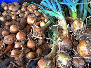 Quand et comment planter l'échalote grise