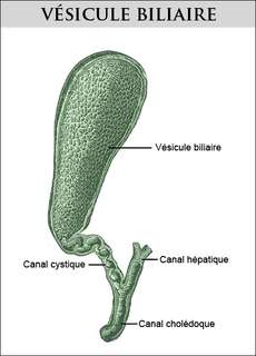 Définition | Canal cholédoque | Futura Santé