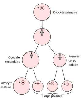 La fécondation : la course du spermatozoïde vers l'ovule | Dossier