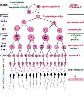 Définition | Cellule germinale | Futura Santé