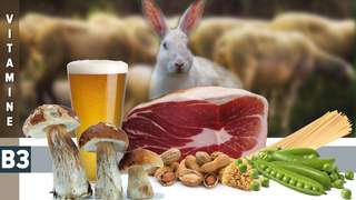 Quels sont les bienfaits nutritionnels des champignons