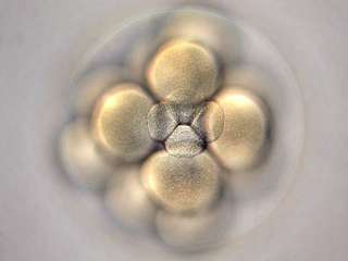 Définition | Cellule germinale | Futura Santé