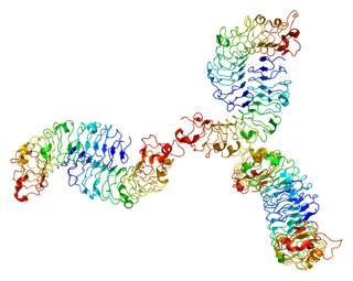 Définition | Glycocalyx | Futura Santé