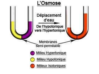 Définition | Osmolarité | Futura Sciences