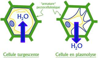 Définition | Plasmolyse | Futura Planète