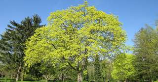 Définition | Sycomore - Acer pseudoplatanus - Faux platane - Érable ...