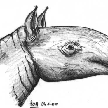 Fossile ou pseudo-fossile