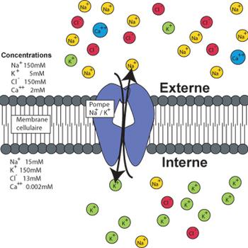 Structure de la membrane plasmique d'une cellule