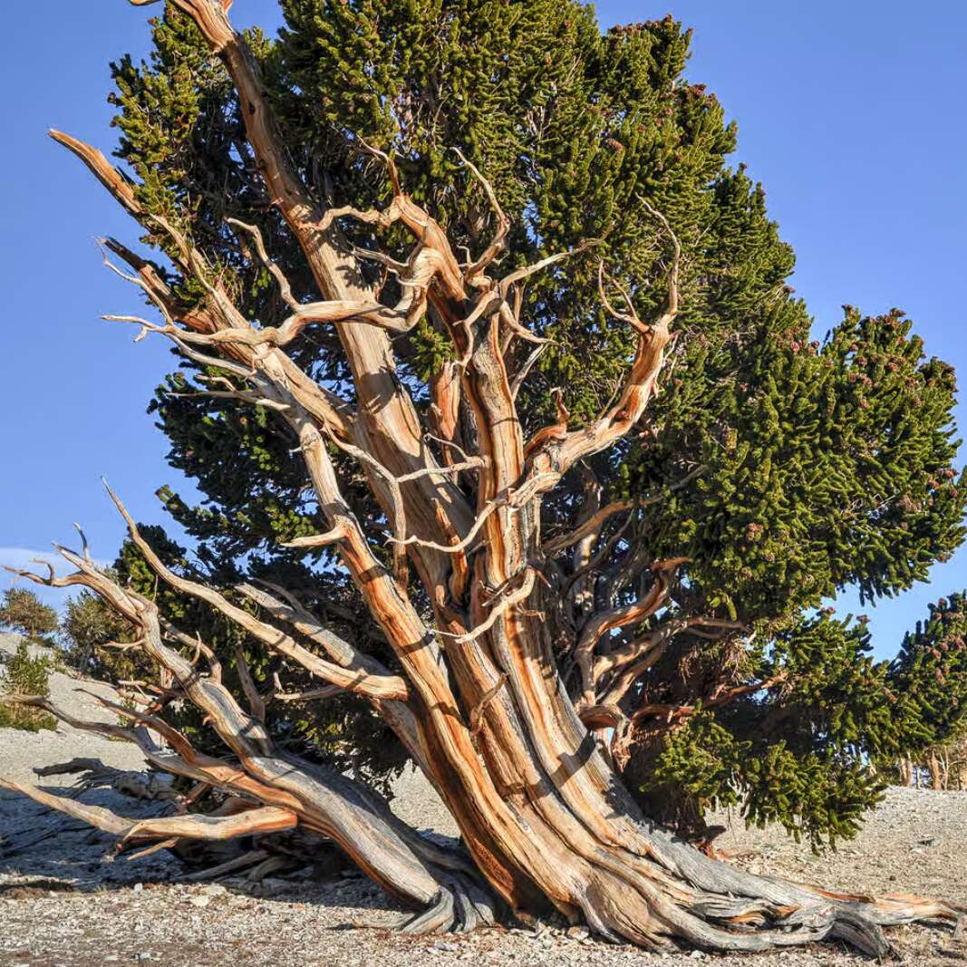 Art Du Grand Vieil Arbre Grand Vieux Tronc D'arbre Avec Des Branches