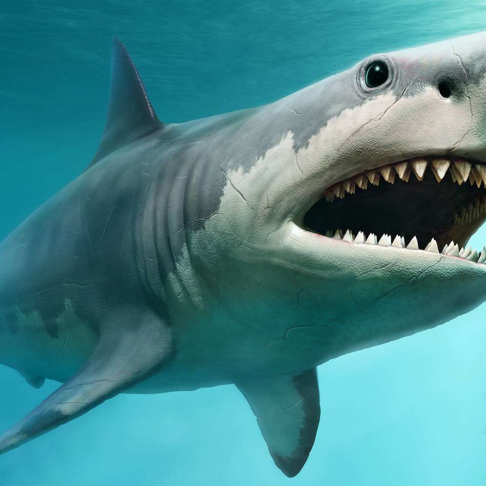 Semaine Du Requin Megalodon, Le Requin Monstre Est Vivant Mégalodon