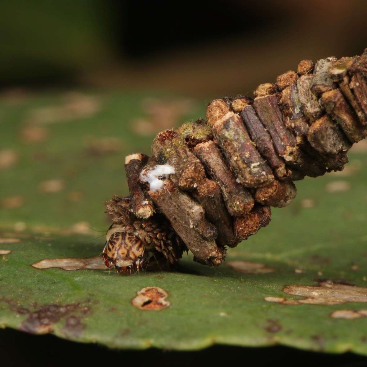 Cocon Insecte Dans Maison | Ventana Blog
