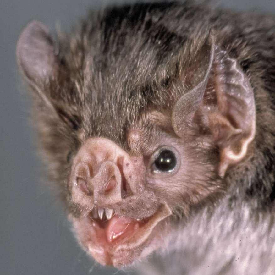 Chauve Souris Vampire Albinos Adorable Chauve Souris Png, Vecteurs,