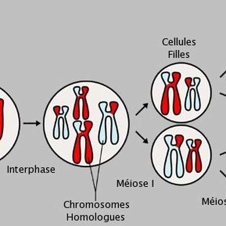 Méiose Interphasique