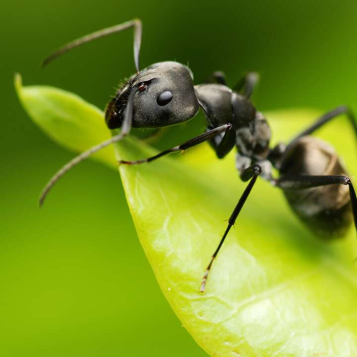Fourmi Parasite Zombie