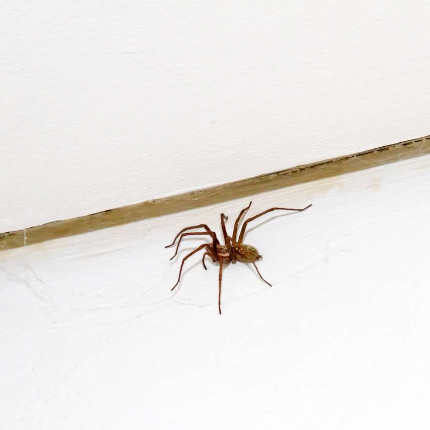 Araignées De Nos Maisons | Ventana Blog