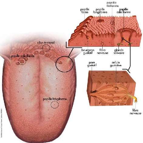 Anatomie De La Langue Humaine, Face Inférieure Anatomie Et