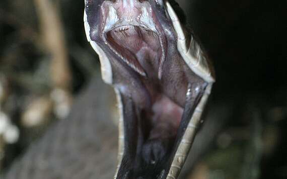 Venin De Mamba Noir Quel Est Le Serpent Le Plus Venimeux Du Monde