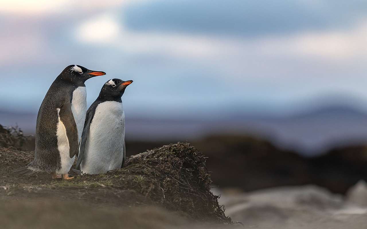 Habitat Des Manchots Papous PHOTOS | Un Territoire Unique Au Monde