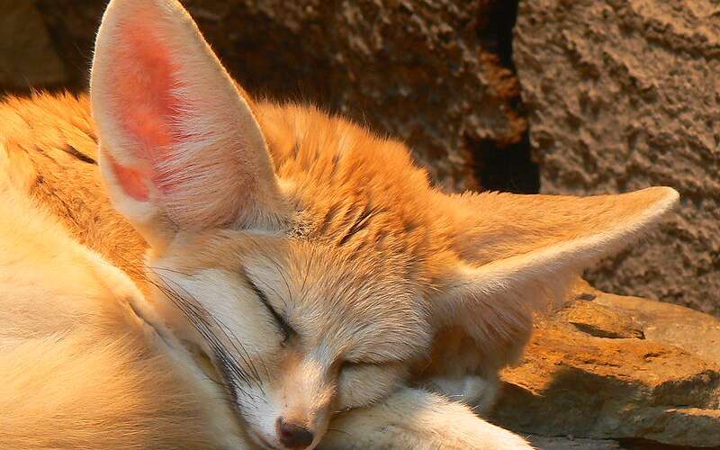Renard Fennec Mangeant Un Cheeto