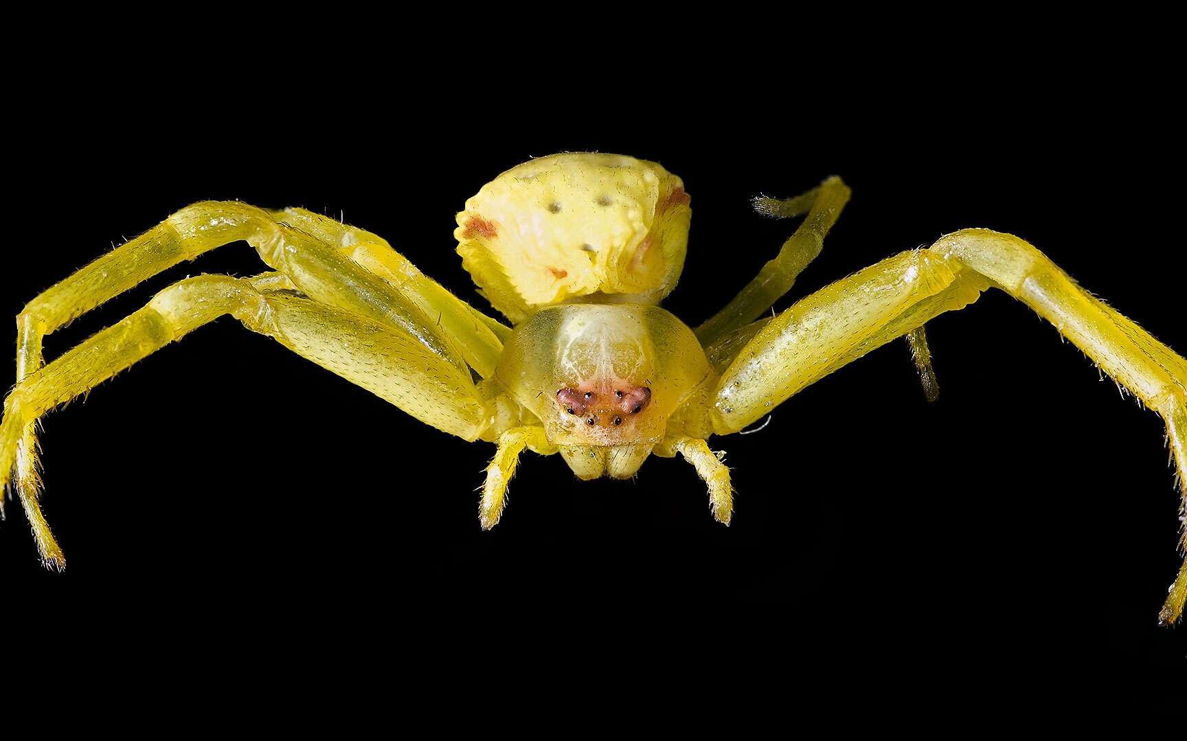 Photos | Quand les animaux optent pour le jaune