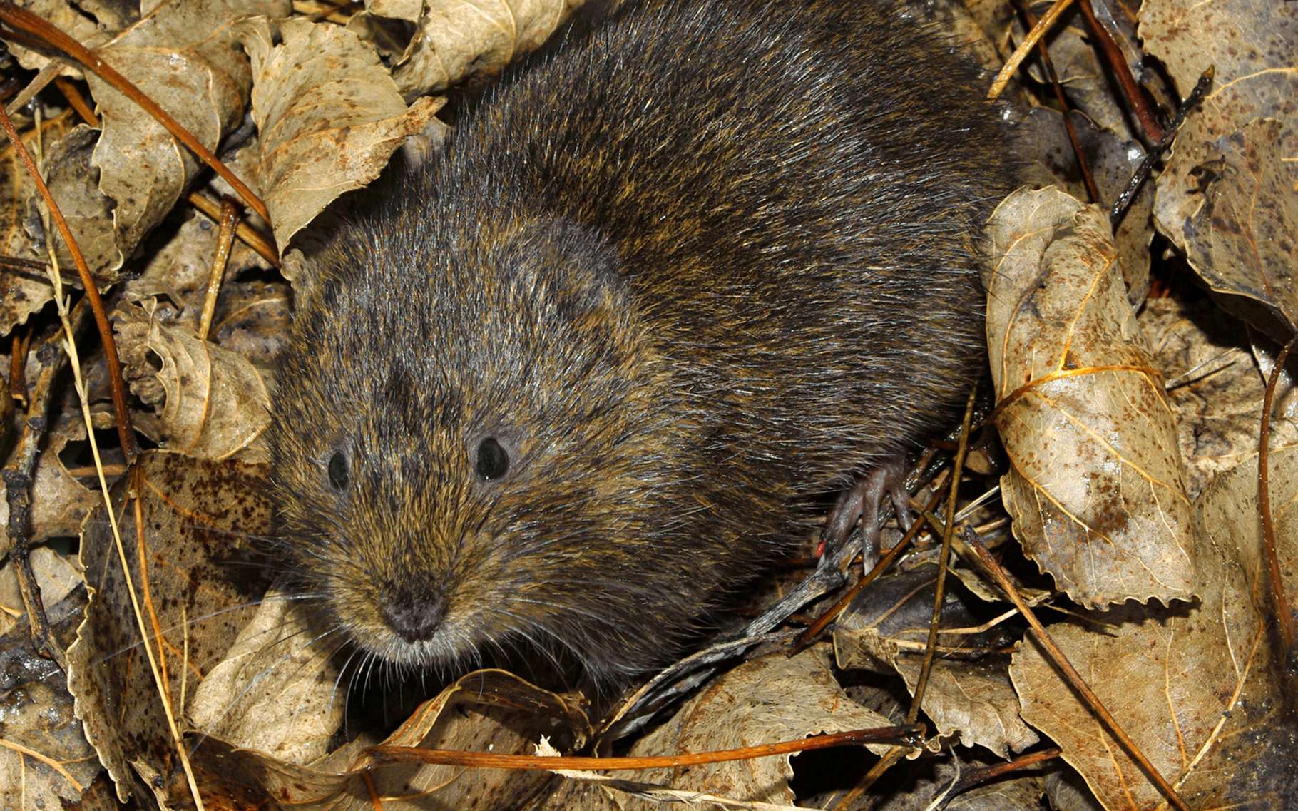 Quid : le campagnol amphibie | Dossier