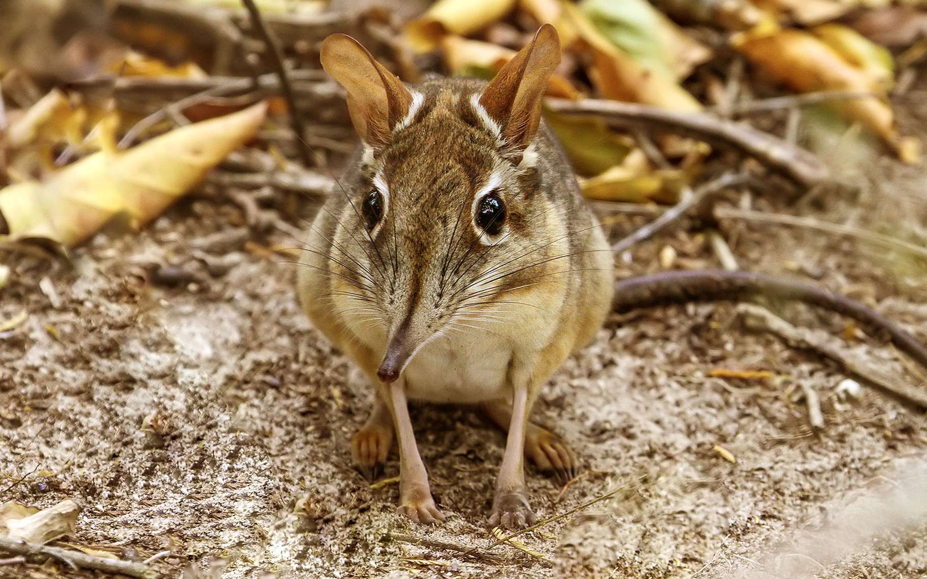 La musaraigne : caractères généraux et parasites | Dossier