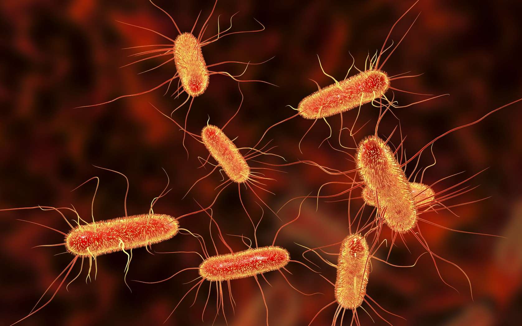 Définition | Entérobactérie | Futura Santé
