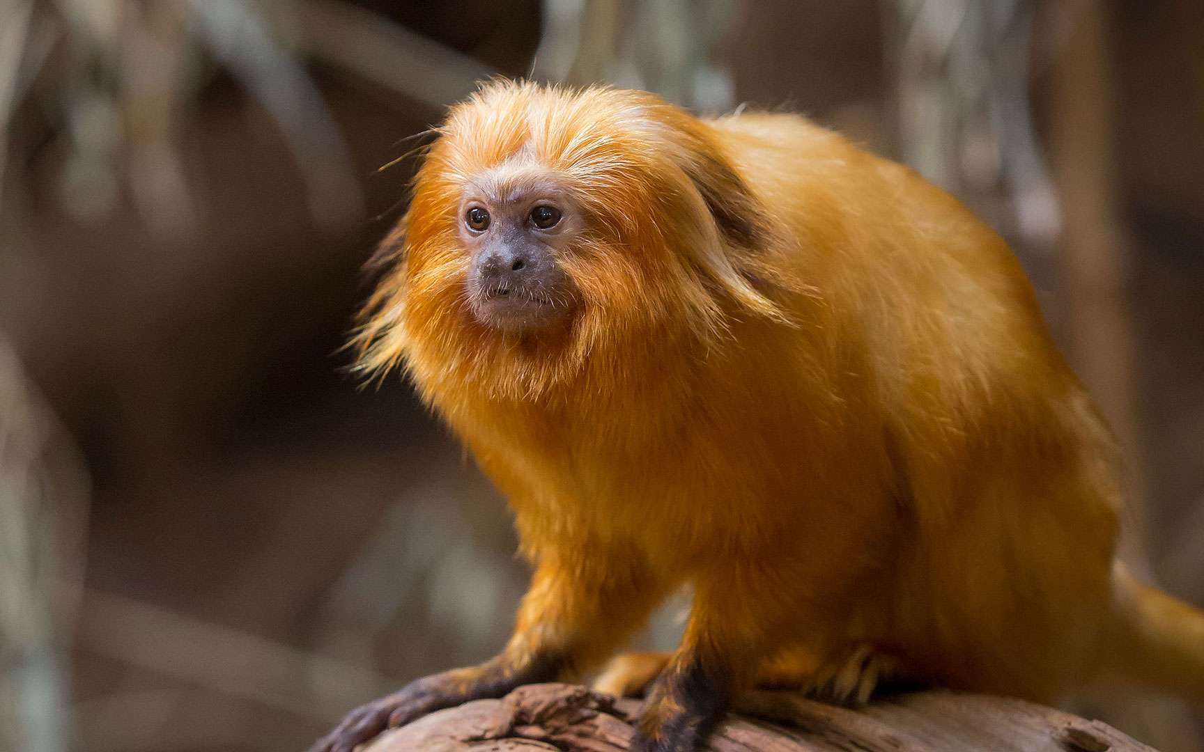 Photos | Quand les animaux optent pour le jaune