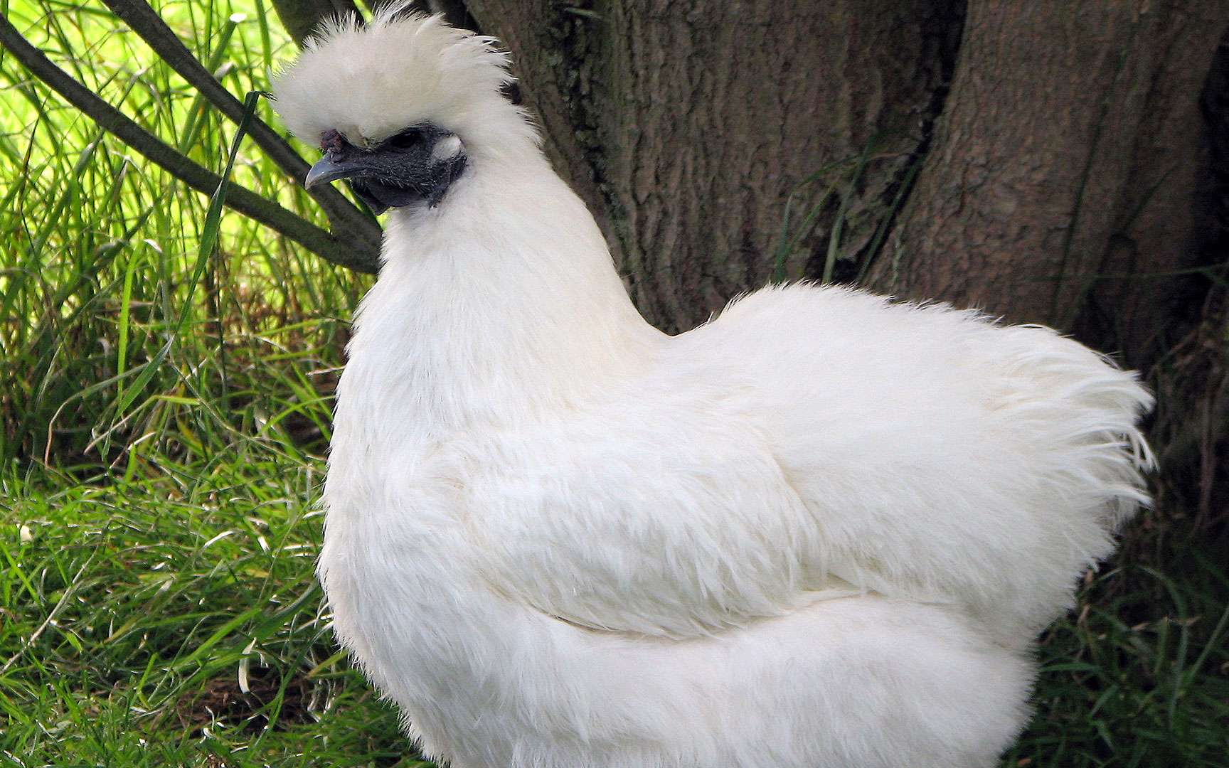 Photos | Top 20 des races de poules les plus remarquables