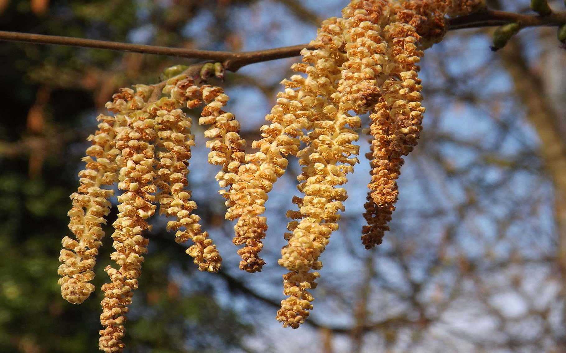 Définition | Aulne glutineux - Alnus glutinosa - Aulne poisseux - Verne ...