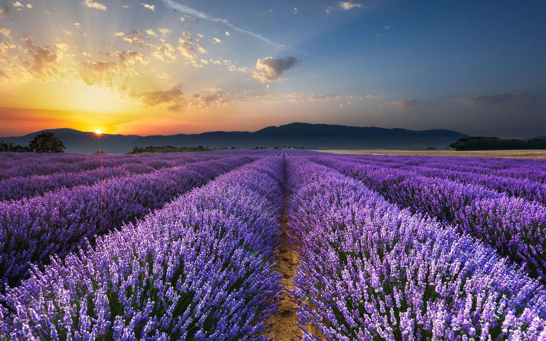 Région PACA : Découverte de la lavande ! | Dossier